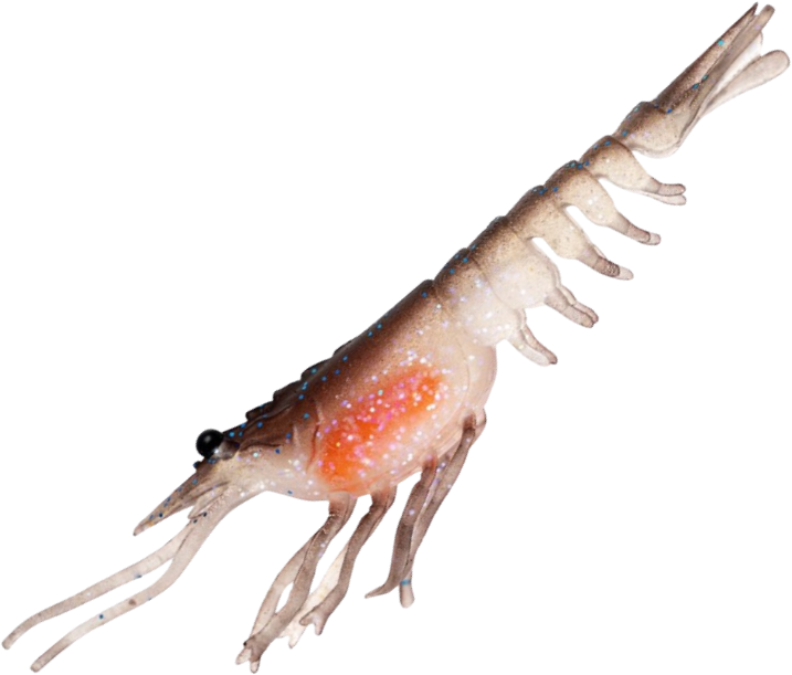Nomad Live Ops Switcher Shrimp 2.3" Soft Plastic Lure – Finesse Prawn ...